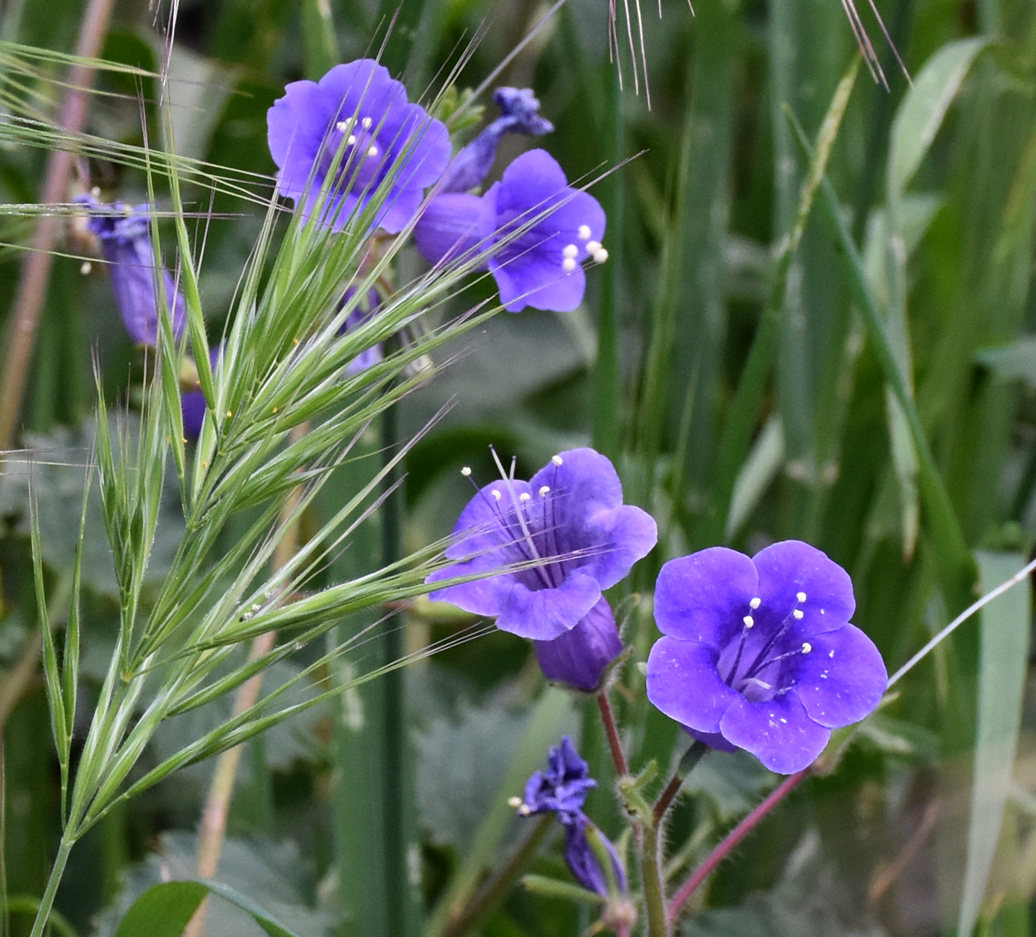 Griffith Park: Losing My Serenity and Regaining It | Concrete Chaparral