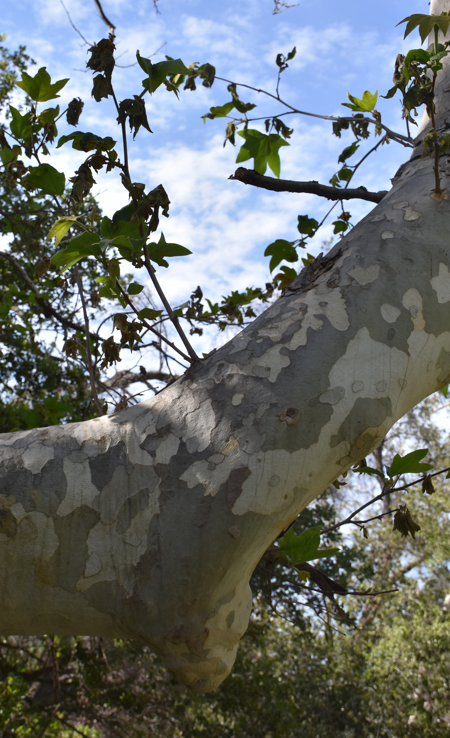 Griffith Park: Losing My Serenity and Regaining It | Concrete Chaparral