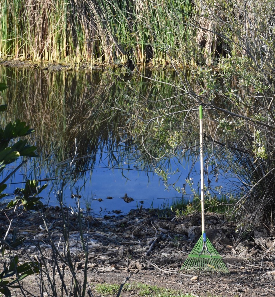 Ballona Freshwater Marsh | Concrete Chaparral