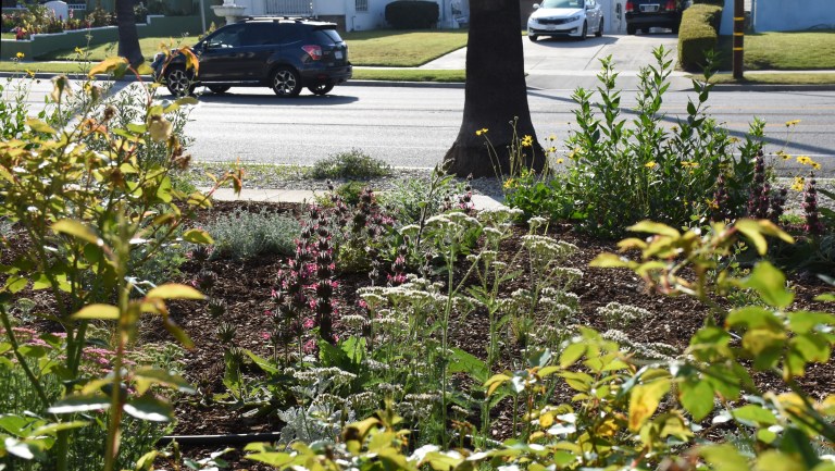 Checking In with the Yard | Concrete Chaparral