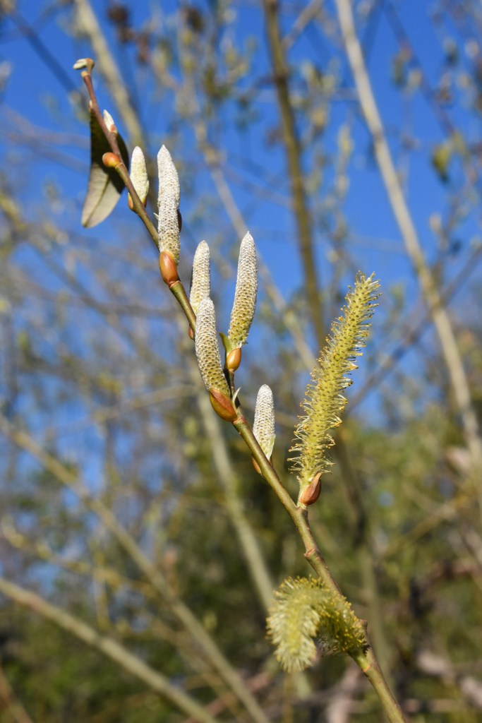 A Late Winter Walk in the Park | Concrete Chaparral