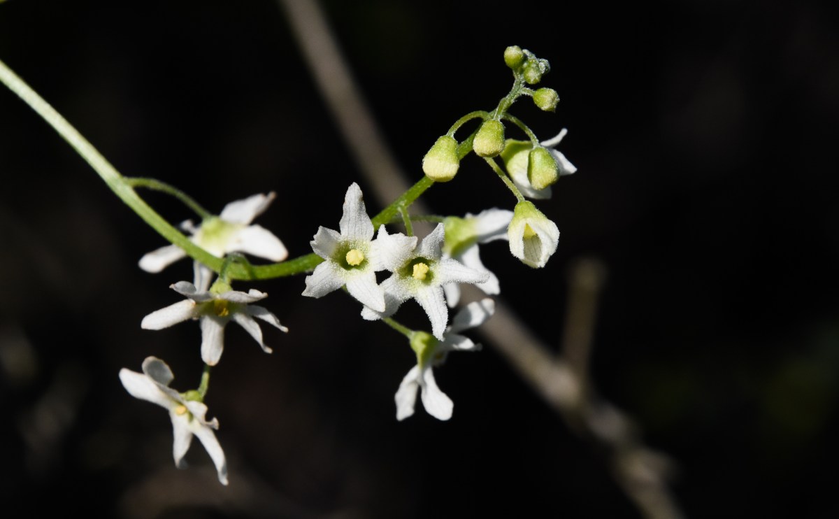A Late Winter Walk in the Park | Concrete Chaparral