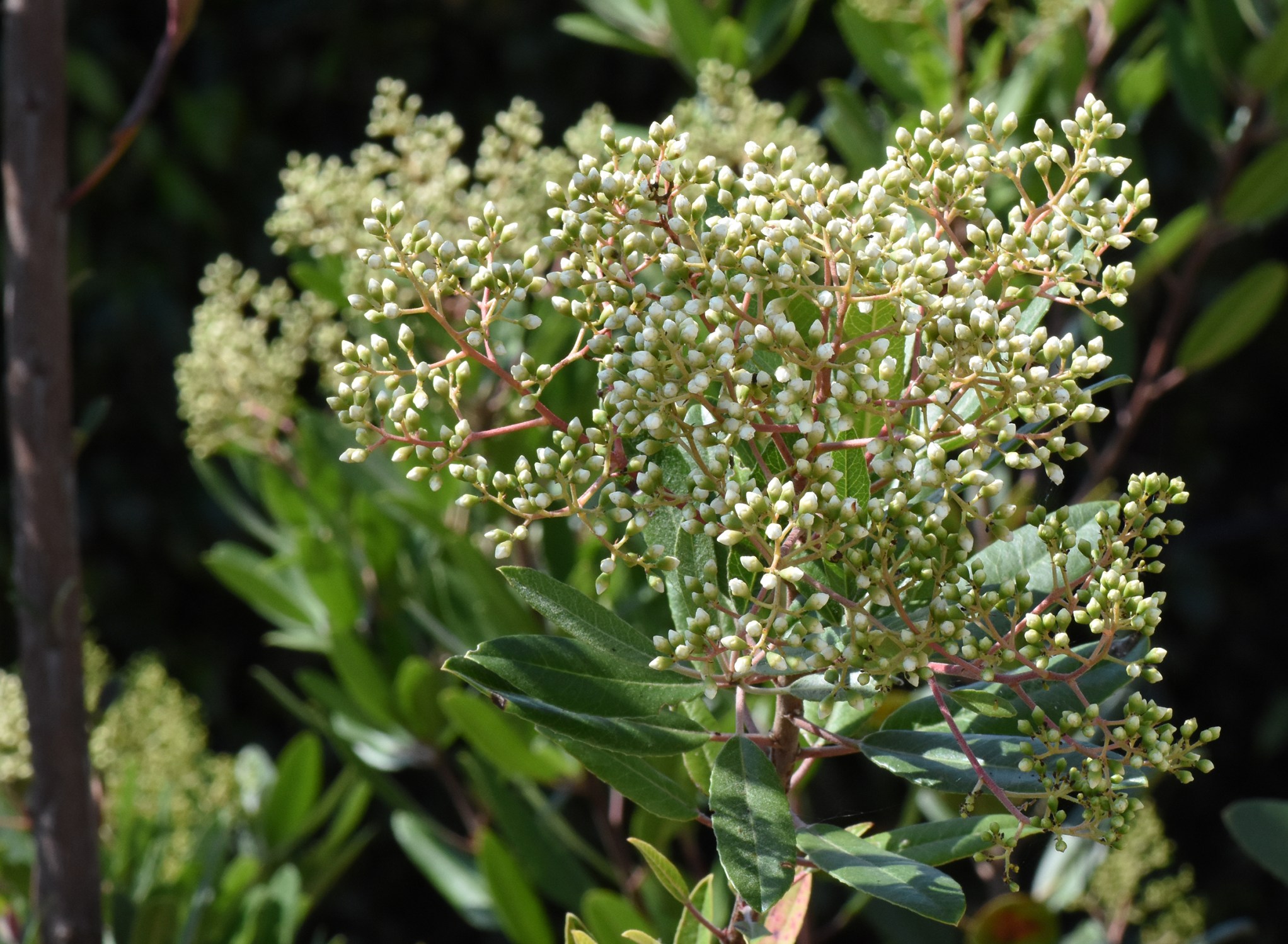 Juglans and the Coastal Sage Scrub | Concrete Chaparral